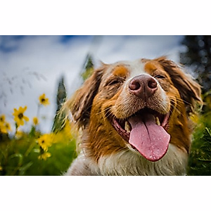 PET SUPPLEMENTS Dog Muscle and Joint - Dogs Ultra Vitamins - CHEWABLE - Advanced Formula - Premium Minerals - Vitamin b6 for Dogs - 2 Bottle (180 Chews)