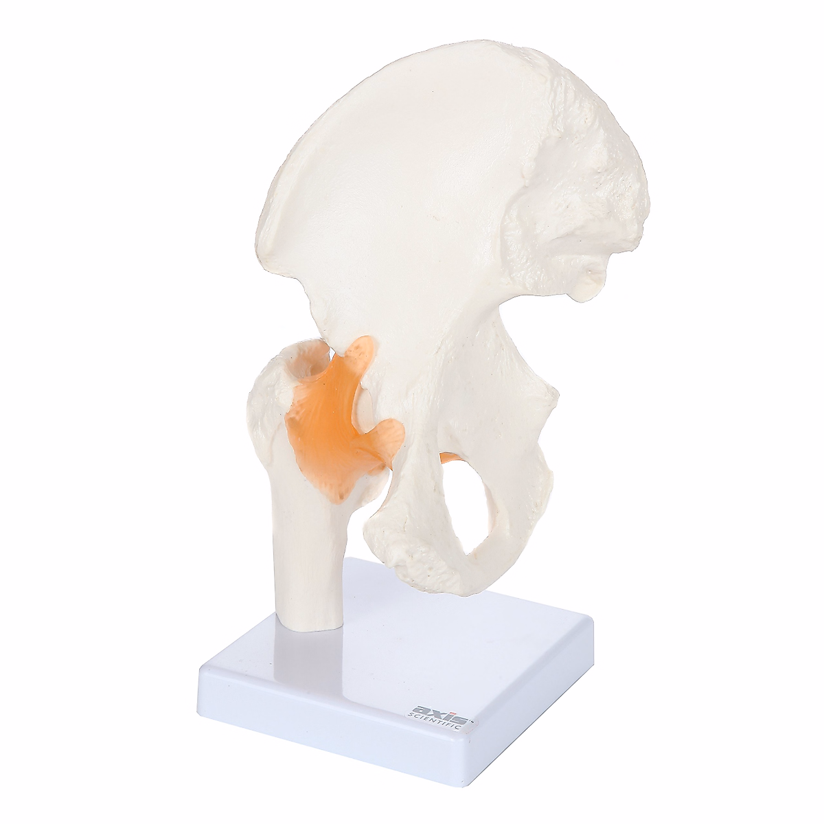 Axis Scientific Life Size Human Hip Bone Anatomy Model – Premium Hip Joint Anatomy Model for Medical Students with Flexible Ligaments and Bony Landmarks – Includes Base, Includes Product Manual