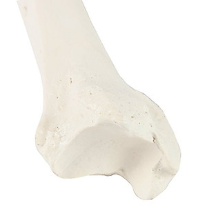 Axis Scientific Tibia Bone Model | Right | Cast from a Real Human Fibula Bone l Lower Leg Bone Model Has Realistic Texture and Important Bony Landmarks | Includes Product Manual