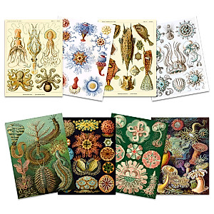 Artery8 Ernst Haeckel Kunstformen Der Natur Plates Nature Vintage Various Sea Life Biology Art Print Poster Home Decor Premium Pack of 8