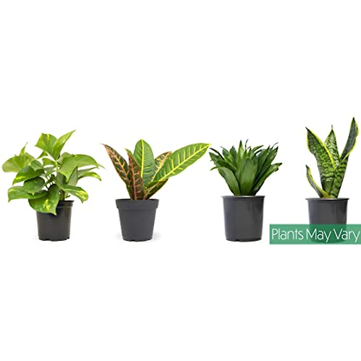 Essential Houseplant Collection (4PK) Live Plants Indoor Plants Live Houseplants in Plant Pots, Easy House Plants Indoors Live, Snake Plant, Pothos in Potting Soil, Clean Air Plants by Plants for Pets