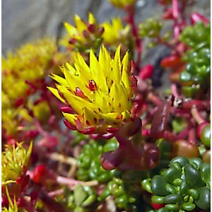 CHUXAY GARDEN 200 Seeds Sedum Oreganum Seeds,Oregon Stonecrop,Sedum Obtusatum Heirloom Succulent Livestone Plant Attract Butterflies and Bees Low-Maintenance Assorted Collection