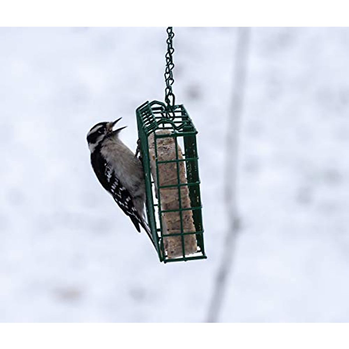 C&S Woodpecker Treat 11 Ounces, 12 Pack