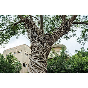 Banyan Tree Seeds for Planting - 20 Seeds of Ficus benghalensis - Indian Banian Tree - Ships from Iowa, USA