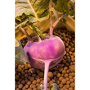 Mother Earth HGC714114 Hydroton Original Expanded Clay Pebbles, 25 Liter, Terra Cotta