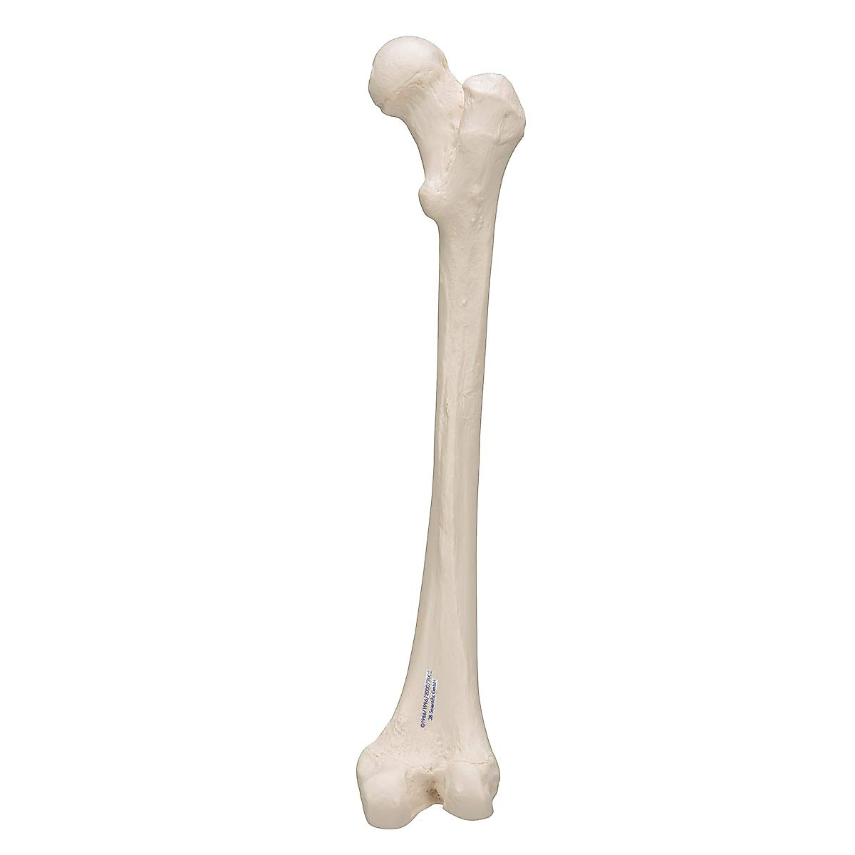 3B Scientific A35/1 Femur - 3B Smart Anatomy