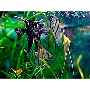 A.D.P. Fish Booster Bits Variety All Discus & Tropical Fish Food Mini Slow Sinking Pellets Grow Faster & Color Enhancing High Protein 47% for Goldfish & Aquarium Tropical Fish 60 g. Small Fish Feed