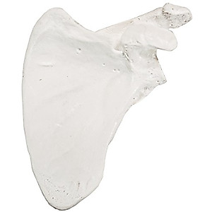 Axis Scientific Shoulder Anatomy Model of Left Scapula Bone | Shoulder Blade Model Details Skeletal Anatomy of Scapula | Scapula Model Shows Bony Landmarks and Anatomical Detail