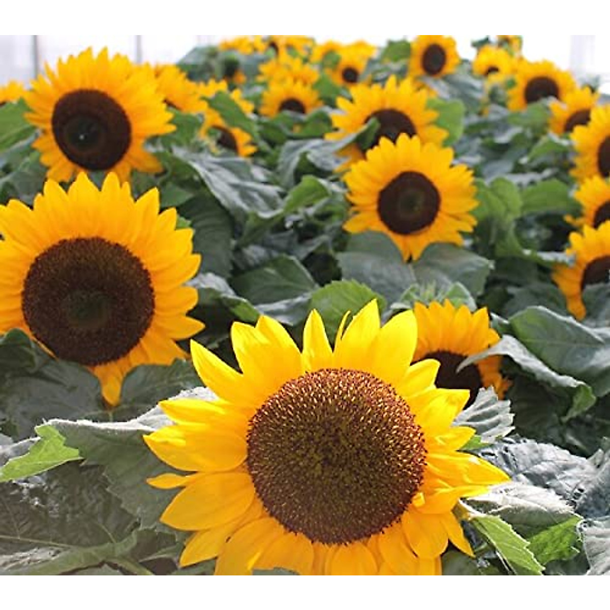 Sunspot Sunflower Seeds for Planting | Heirloom and Non-GMO Flower Seeds | 30 Giant Mammoth Sunflower Seeds to Plant Outdoor Home Garden | Bulk Planting Packets Available (1 Pack)