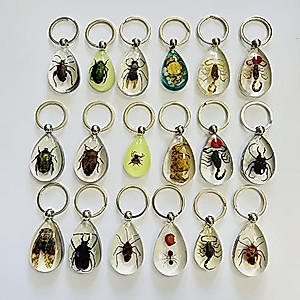 QTMY 6 Pack Insect in Resin Specimen Collection Paperweights Keychain,Christmas for Men Women Biology Science Teacher Education,Mystery Box (3)