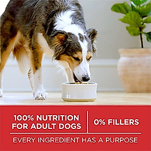 Purina ONE Dry Dog Food Lamb and Rice Formula - 31.1 Lb. Bag