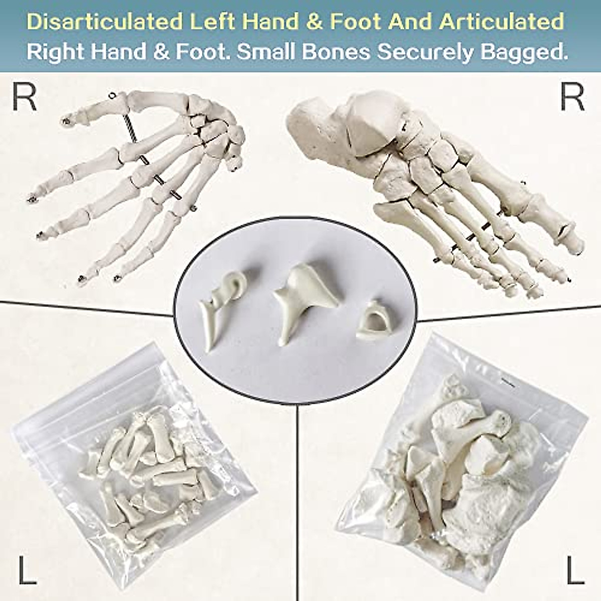 Benilev Disarticulated Human Skeleton Model for Anatomy, Full Size 67'' Skeleton with 200+ Bones Structures 3 Poster Skull Spine Bones Articulated Hand & Foot, for Anatomy Medical Learning