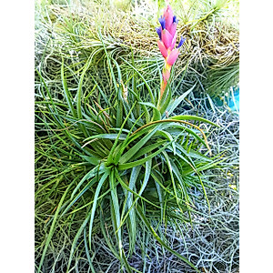 Air Plants - 1 Aeranthos - 3 to 5 Inch Air Plant - Color & Form Varies by Season - 30 Day Guarantee on Tillandsia from The Drunken Gnome (1, One Size 3-5")