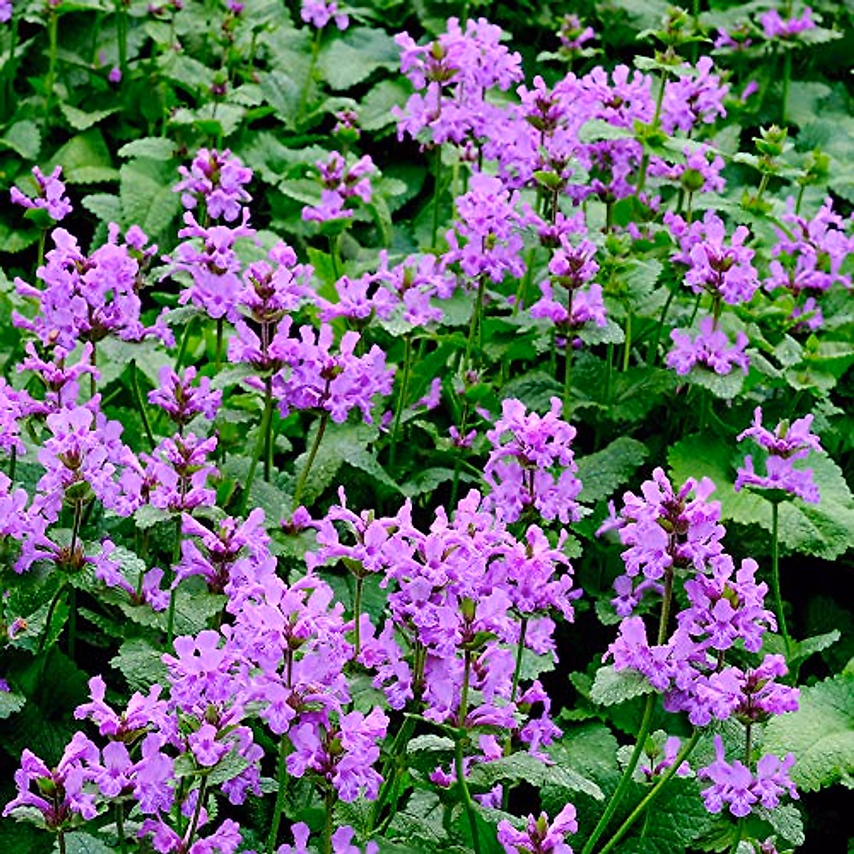 Outsidepride Perennial Lamb's Ear Macrantha Garden Foliage Plant Seed - 50 Seeds