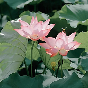 12+ Pcs Bonsai Bowl Lotus Seeds, Water Lily Flower Plant Seed Flowering Aquatic Fresh Garden Seeds for Pond Home Planting Ornamental(Mixed Color)