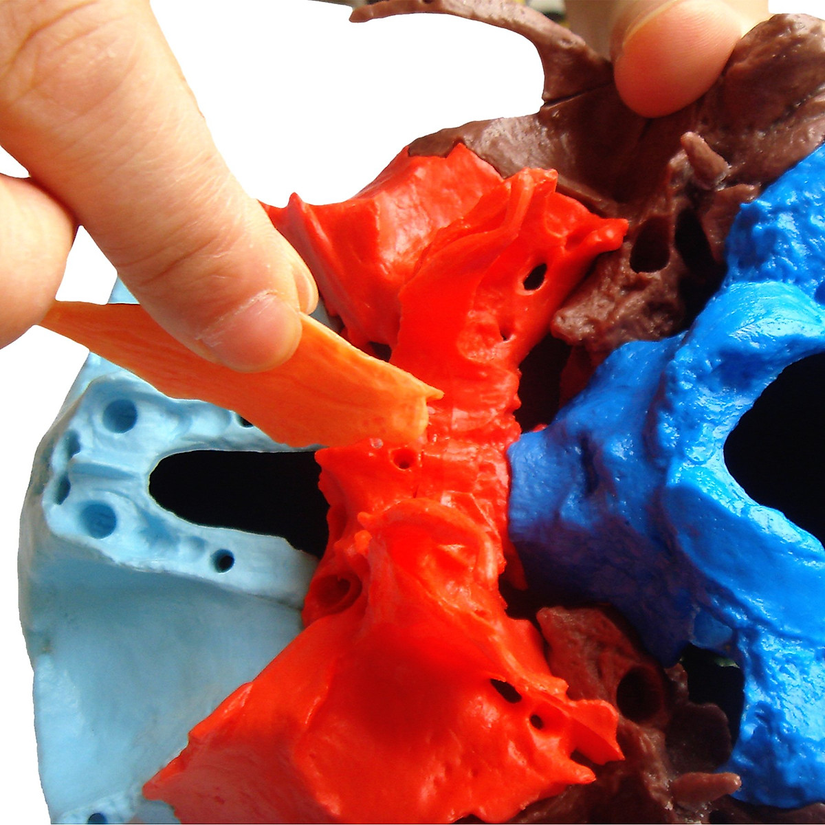 Human Medical Anatomical Adult Osteopathic Skull Model, 22-Part Didactic Colored