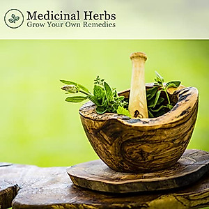 Sow Right Seeds - Medicinal Herb Seed Collection for Planting - Roman Chamomile, Echinacea, Lavender, White Sage, Marjoram & Hyssop - Non-GMO Heirloom Seed - Perfect for a Herb Garden - Gardening Gift