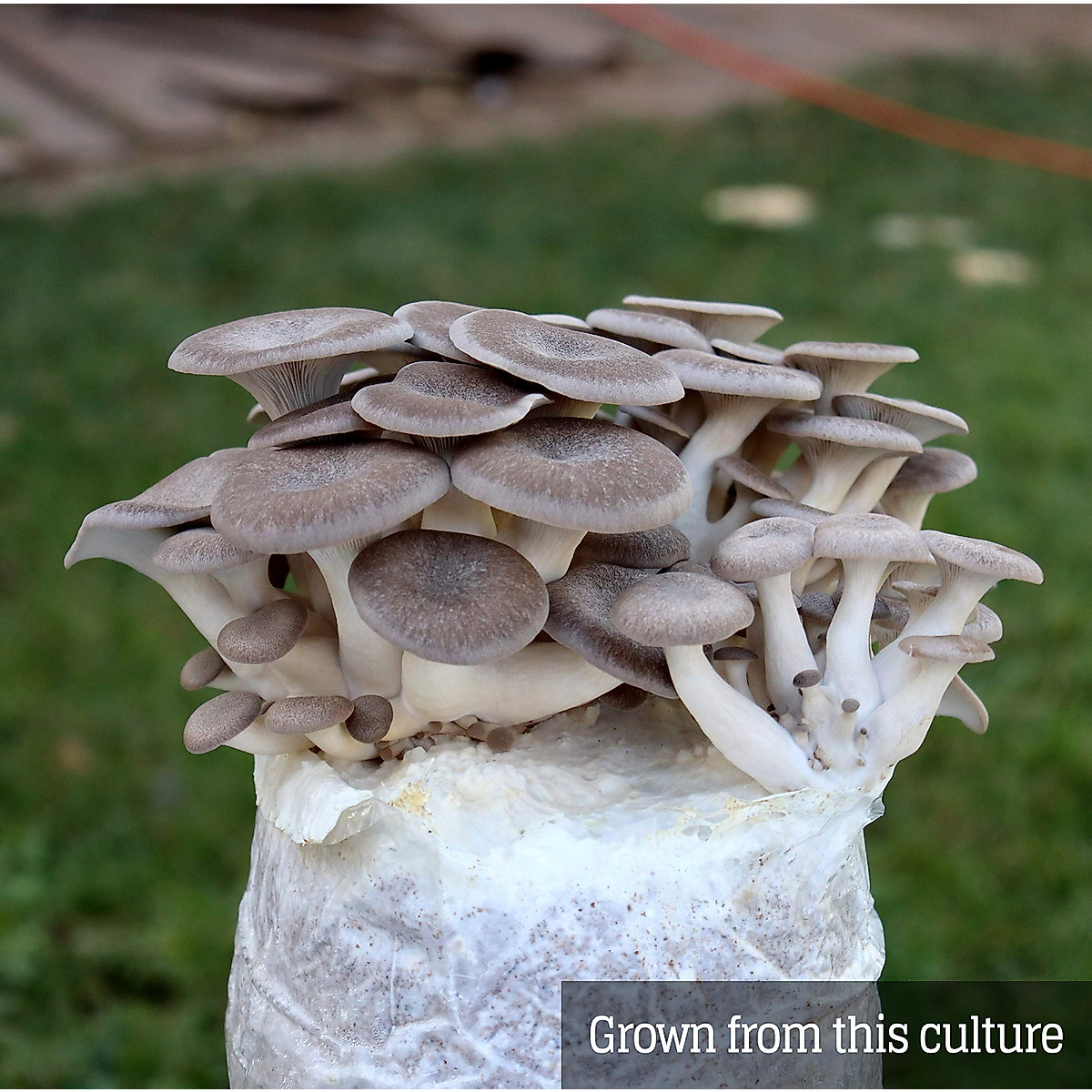 Mushroom Liquid Culture - Black Pearl King (Pleurotus eryngii/ostreatus)