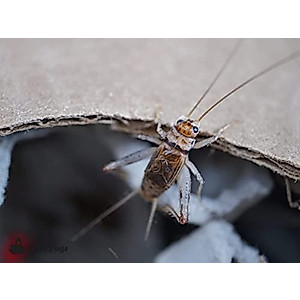 Josh's Frogs 1" Large Adult Banded Crickets (250 Count)