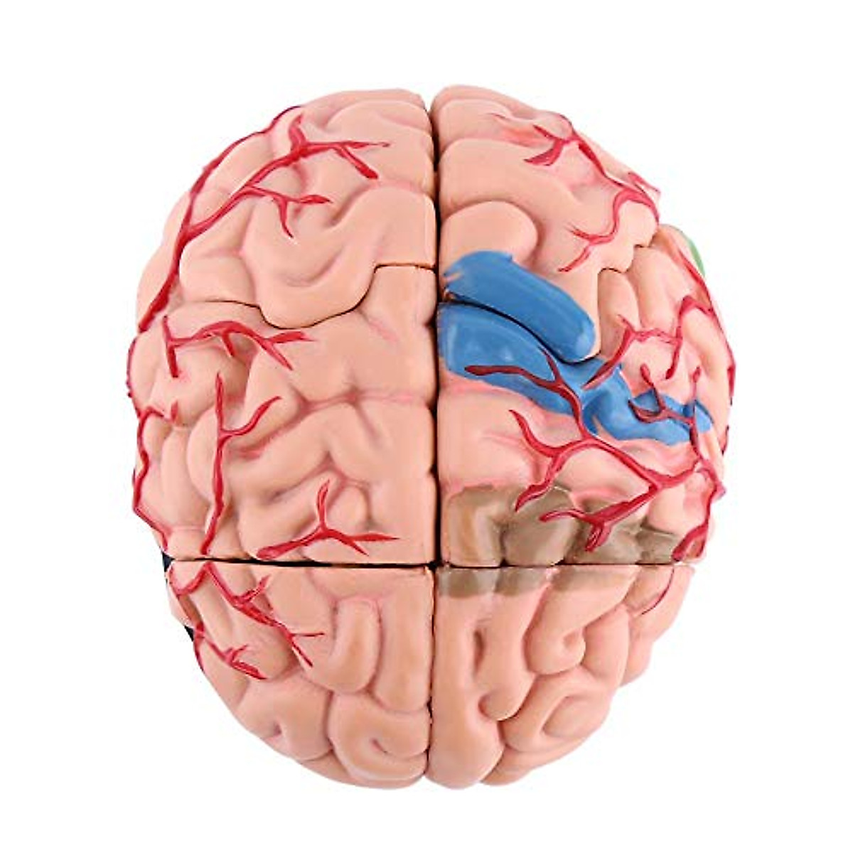 Brain Model Disassembled Human Anatomical Model Colorful 4D Structure Teaching Learning Tool for General Anatomical Study
