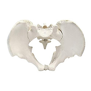 Male Pelvic Skeleton Anatomical Model, Medical Quality, Life Sized (11" x 9" x 5" Approx.)