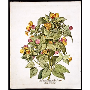 [Variegated yellow-four-o'clock] Jasminum Indicum, seu flos mirabilis peruanus