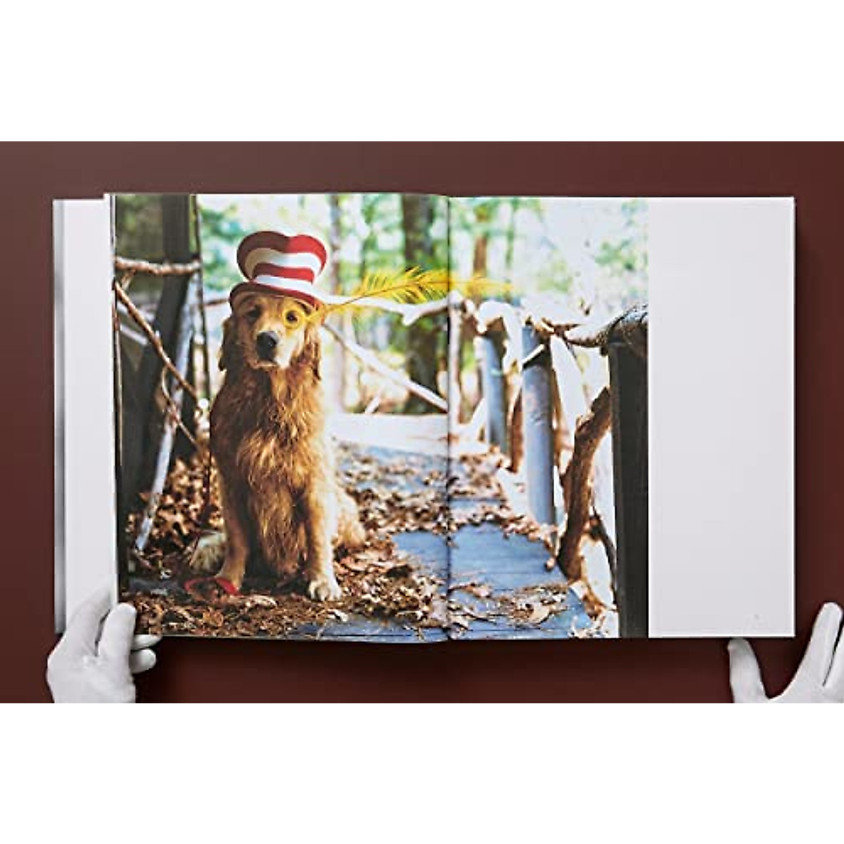 The Golden Retriever Photographic Society