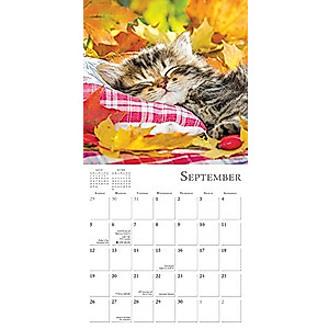 2021 Cat Naps 16-Month Wall Calendar