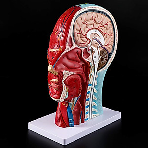 Abicial Human Anatomical Half Head Face Anatomy Medical Brain Neck Median Section Study Model Nerve Blood Vessel for Teaching Learning Tool