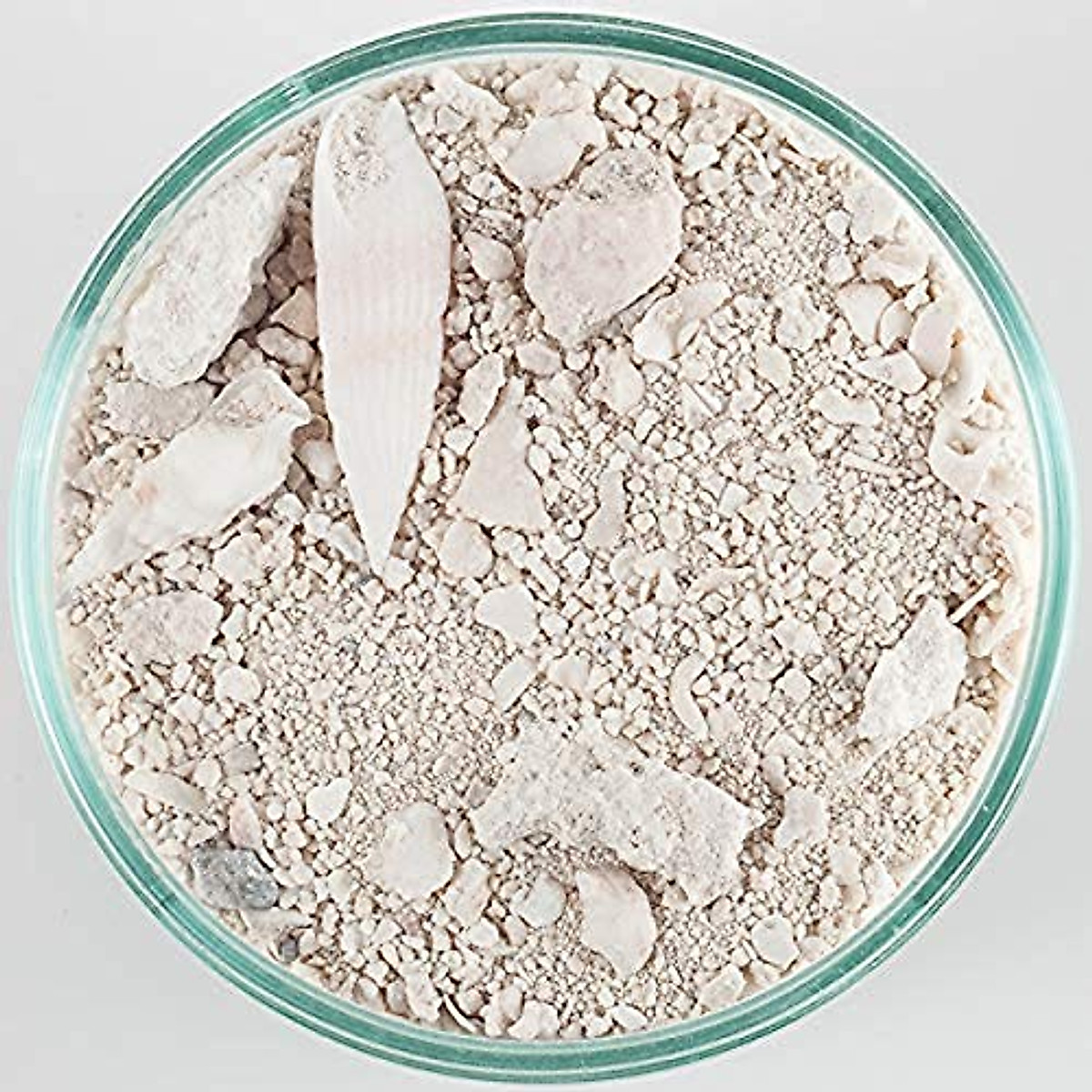 Carib Sea ACS00940 Ocean Direct Natural Live Sand for Aquarium, 40-Pound