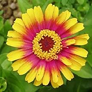 "South of The Border Mix" Zinnia Seeds for Planting, 200+ Flower Seeds Per Packet, (Isla's Garden Seeds), Non GMO & Heirloom Seeds, Botanical Name: Zinnia elegans, Great Home Garden Gift
