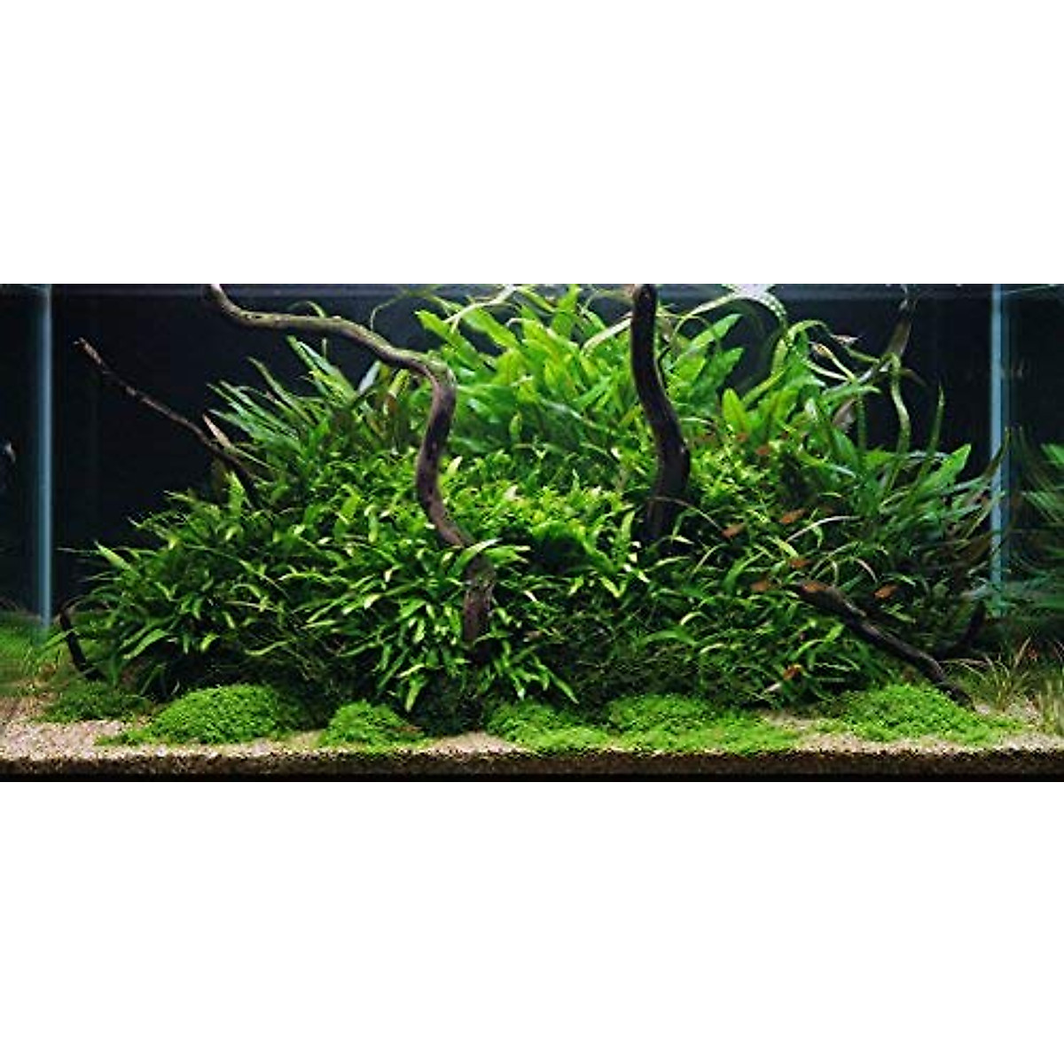 Greenpro Microsorum Pteropus Java Fern Tall Full Potted Live Aquarium Plants Decorations Freshwater Fish Tank