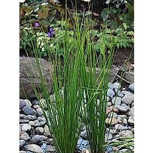 Perennial Farm Marketplace (Common Soft Rush) Ornamental Grass, 1 Quart Juncus effusus, Rich Green Foliage