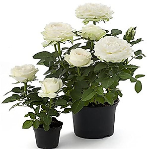 zcbang 100+ Seeds White Rose Bonsai Flower Balcony Plant for Home Garden