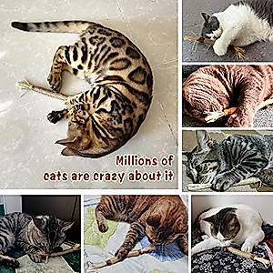 Gochanmon Cat Toys-3Pcs Natural Silvervine Sticks-Catnip Cat Chew Toys for Kitten Teeth Cleaning-Matatabi Cat Treat Toy-Edible Kitty Toys for Cats Lick (3Psc)