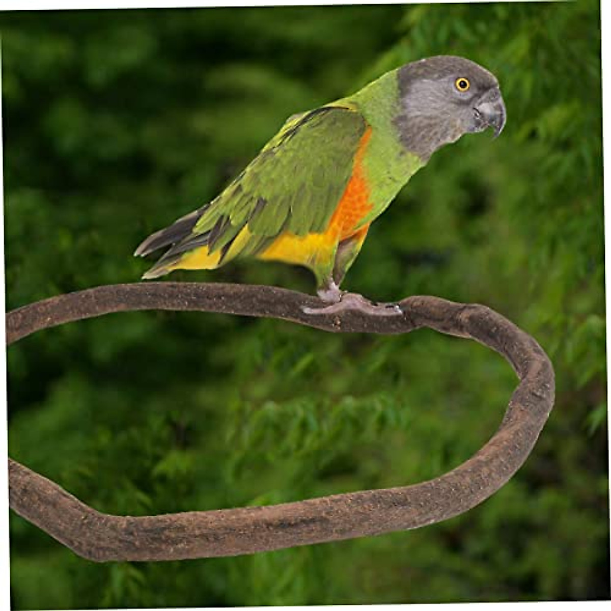 Mipcase 1pc Training Cockatiels Branches Toys Parakeet Supply Resistant Paw Perch Stand Wooden Accessories Conures Bird for Cage Stick Pet Bracket Caciques Parakeets Grinding Hamster