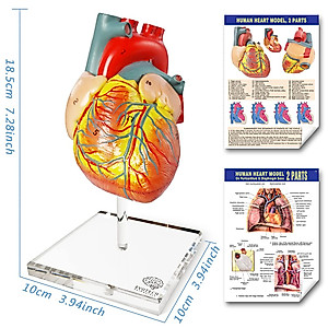 EVOTECH Human Body, Skeleton and Heart Models-Best Anatomy Model Bundle Set of 3 Hands-on 3D Model Study Tools for Medical Student or as Educational Kit for Kids