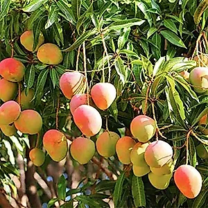 QAUZUY GARDEN 2 Mango Mangifera Indica Seeds Sweet Juicy Fruit Tasty Organic Non-GMO Heirloom Fruit Seeds to Plant Home Garden Grow Your Own Delicious Fruit Plant