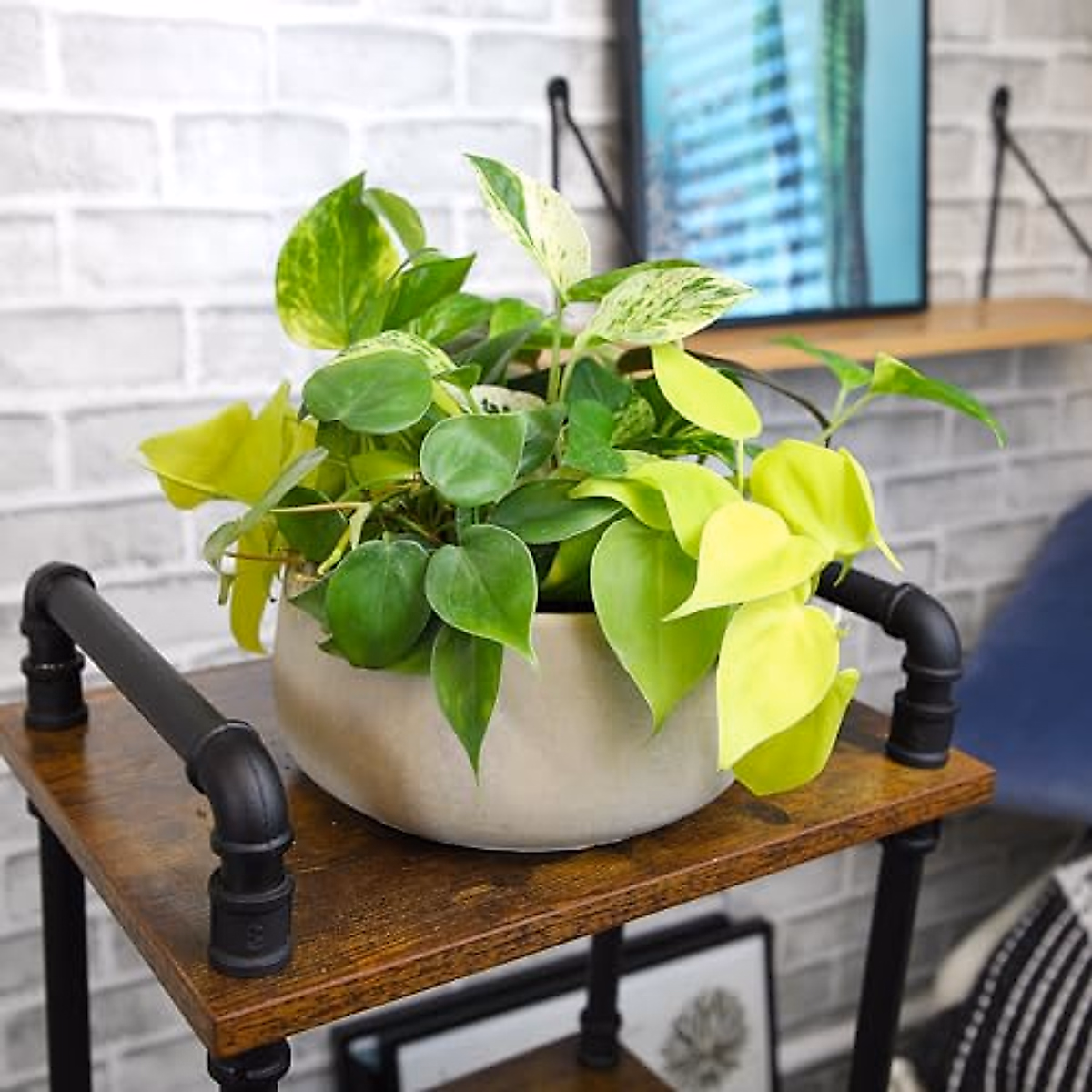 Plentiful Pothos & Philodendron (6-Pack), Pothos Live Plant Decor, Office Plants, Real Plants, Easy Indoor Plant, House Plants Indoors Live Plants Indoor Plants Live Houseplants by Plants for Pets