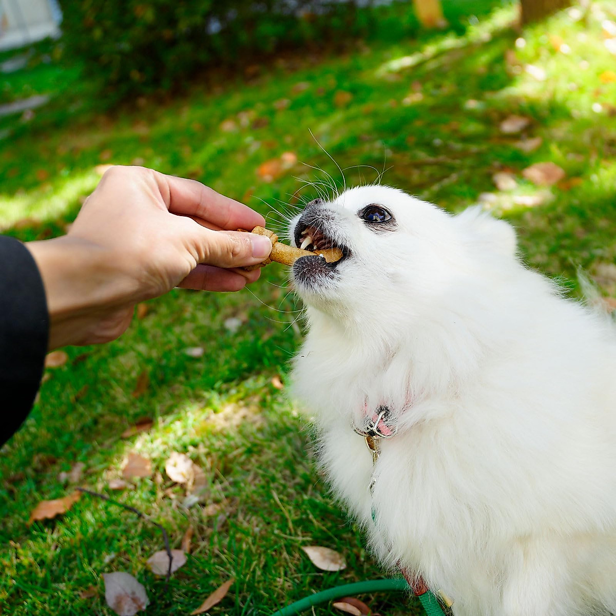 MON2SUN Dog Rawhide Knot Bones Small Rawhide Bones Mini Dog Chews Chicken Flavour 2.5 Inch 100 Count for Puppy and Small Dogs