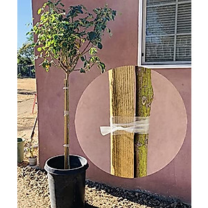 Clear Tie Tape 300 FEET x 1/2" Each Roll/Translucent Stretch Plant Ribbon Garden Vinyl - 3 Pack