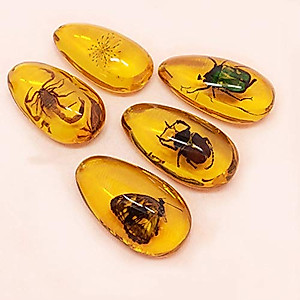 Garneck Crystal Amber Fossil with Insects, Inside Specimens Samples Stones Oval Pendant Collection Home Decorations Education Gift (Random Pattern)