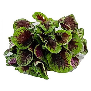 Red Stripe Leaf Amaranth Seeds – Unique, Edible Spinach-Like Salad Green “Chinese Spinach” | Liliana's Garden |