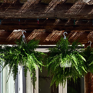 United Nursery Boston Fern Live Indoor Outdoor Plant Hanging Basket 22-26" inches Wide