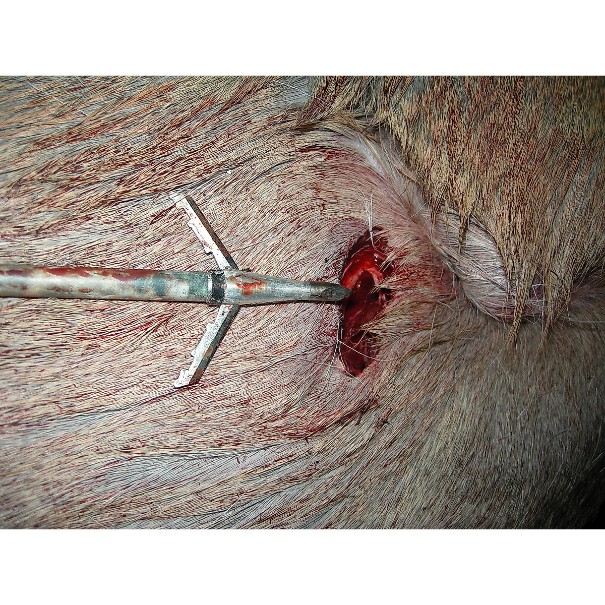 Jak-Knife by Wasp Archery