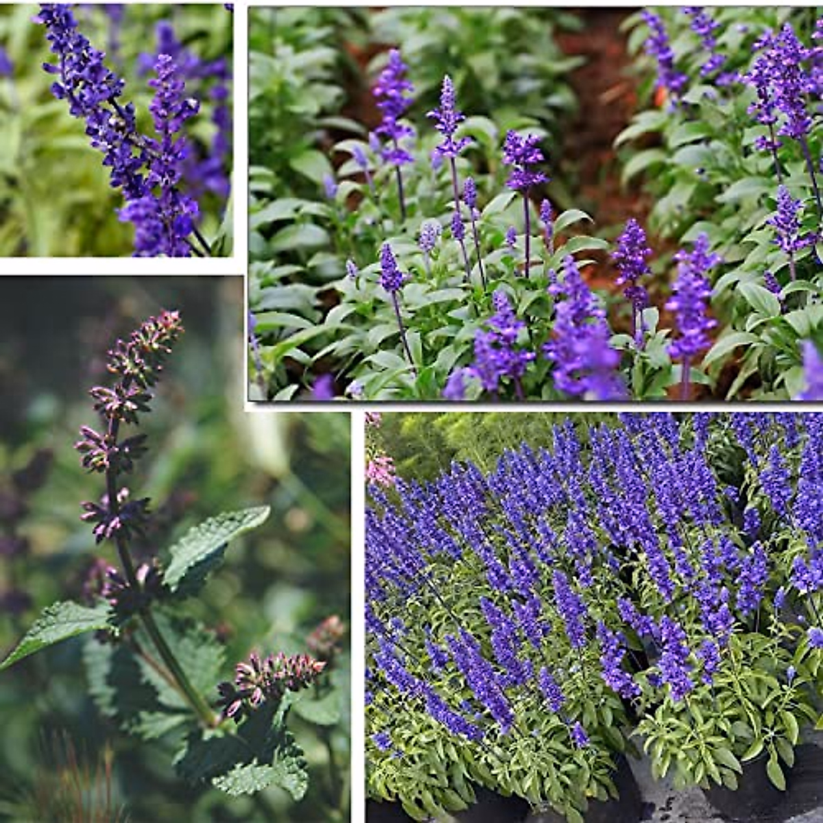 MOKALALA 50 Pcs Sage Seeds | Non-GMO | "Sapphire Blue" (Salvia farinacea) Seeds for Planting Home Garden