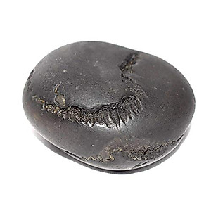 Rudrakshguru Laxmi Narasimha Shaligram