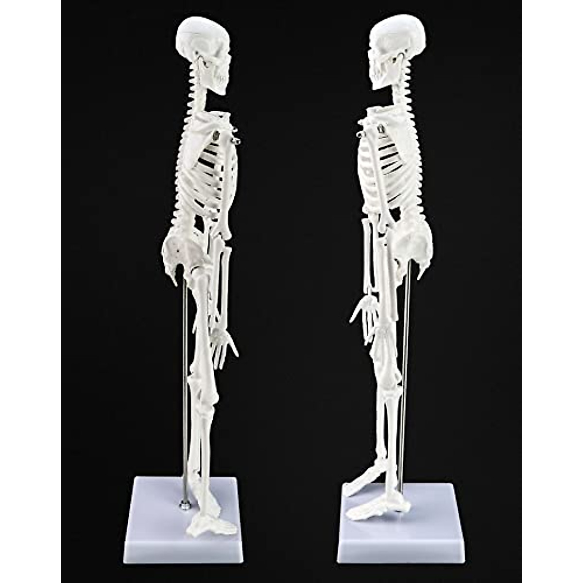 QWORK Human Skeleton Anatomical Model, Scientific Model, Miniature Skeleton Model with Movable Arms and Legs, for Medical Training & Classroom Education