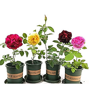 Rose "Carola Rose" Seedlings 2pcs ,Light Red Rose Bush,Rose Hedging,Living Tinged Rose Plant,Perennial Plant Root,Home Garden Yard Decor Blooms This Year,Easy Planting