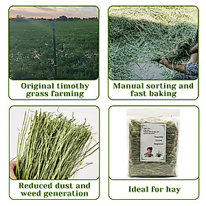 Hamiledyi Timothy Natural Hay Rabbit Hay Feed Premium Orchard Grass for Bunny Guinea Pig Chinchillas Chipmunk and Small Animal Pets Hay Food （1.1 Ib）